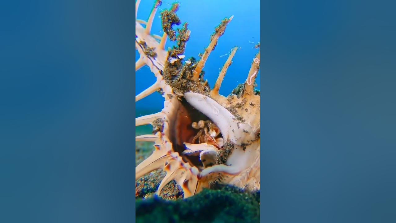 sa ilalim ng karagatan may kakaibang nilalang - YouTube