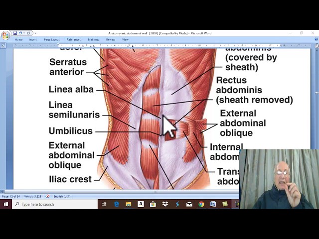 Linea Semicircularis