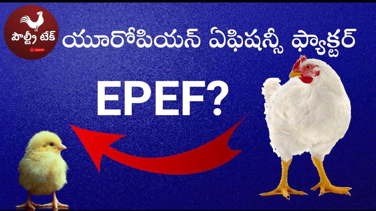 European efficancy factor ! EPEF! formula! Broilerfarming - YouTube