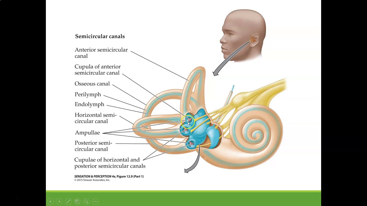 Sensation & Perception: Vestibular Sense (2 of 4) - YouTube