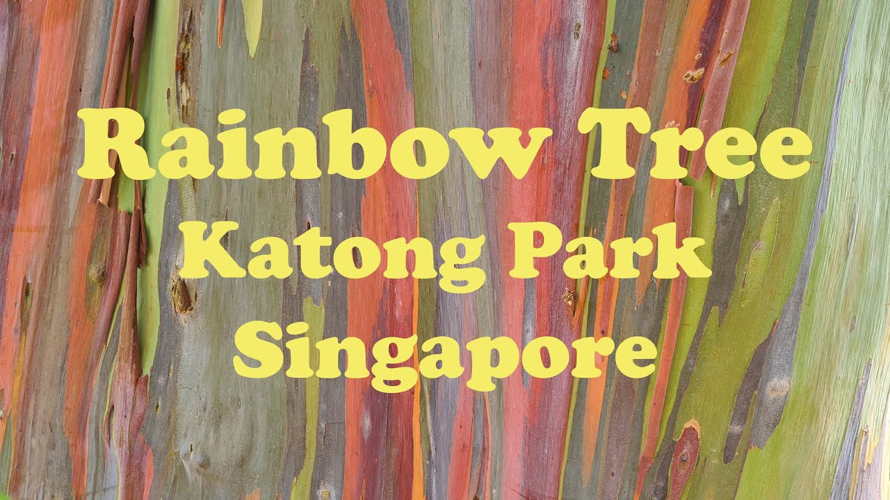 Rainbow Tree Katong Park Singapore - YouTube