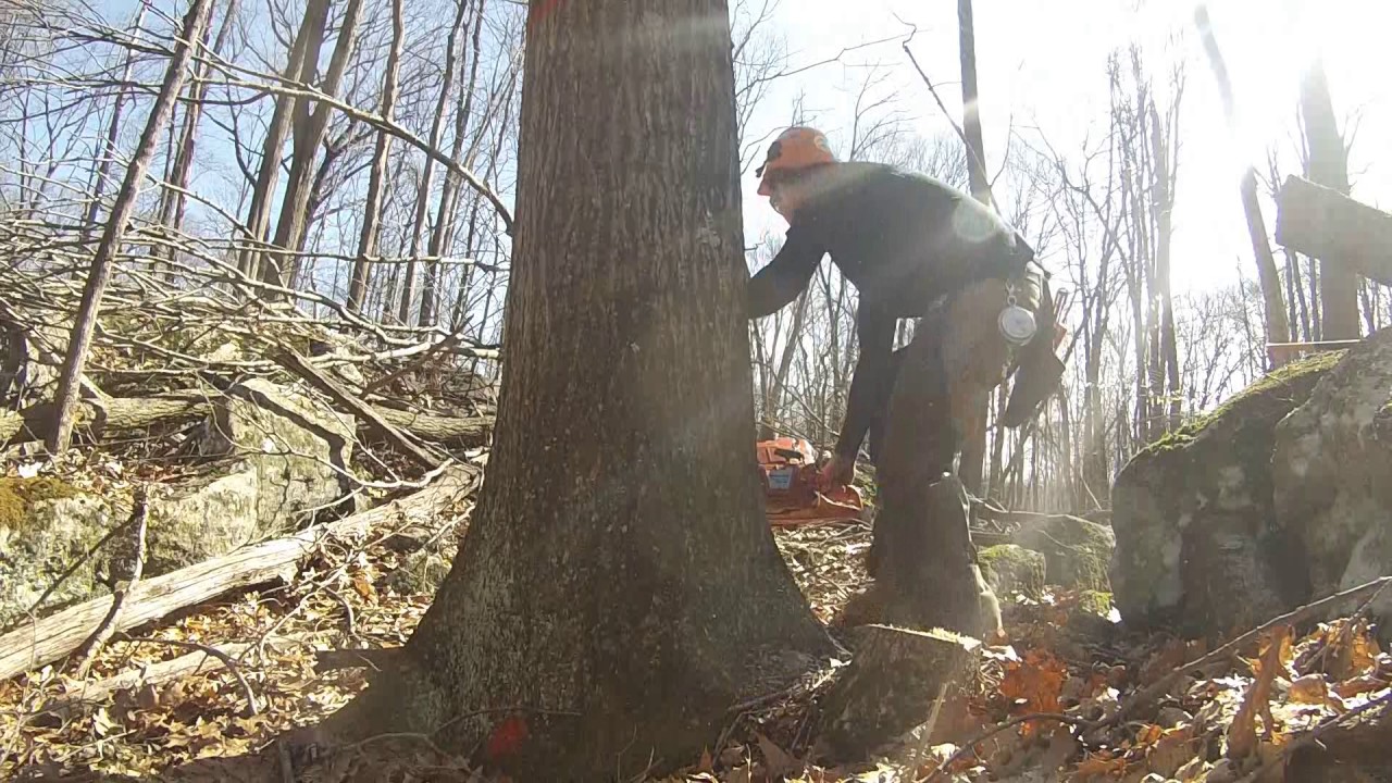Cutting big timber - YouTube