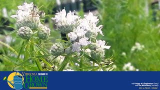 Popular Garden Plants and Native Plants for Pollinators