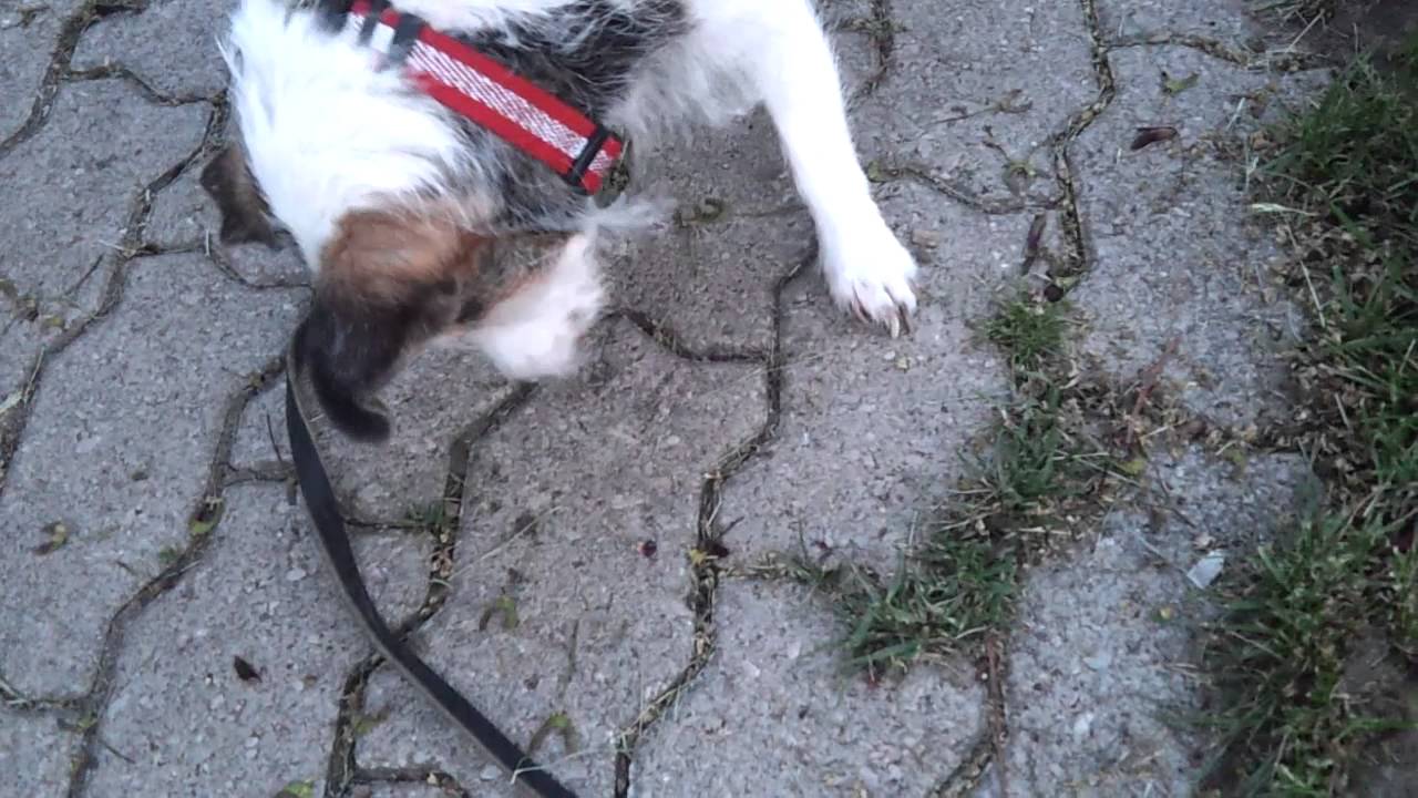 Its a dog eat mouse world - YouTube