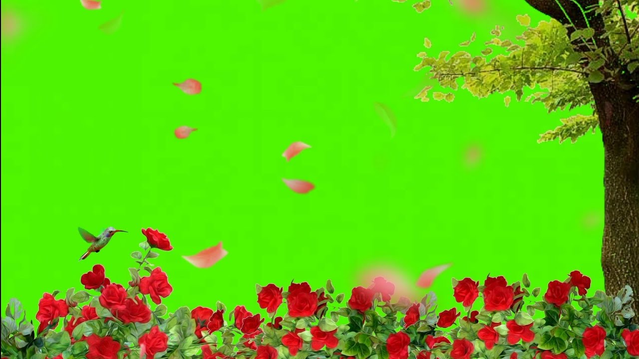 Green Screen Beautiful Garden Flower / Green Screen Nature Effect ...