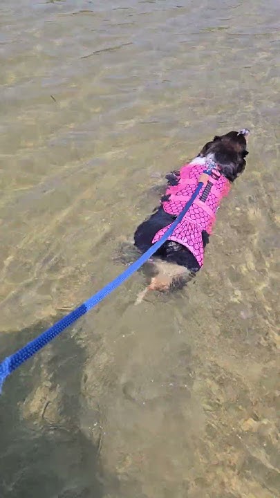 Lola the mermaid Pembroke Welsh Corgi swimming - YouTube