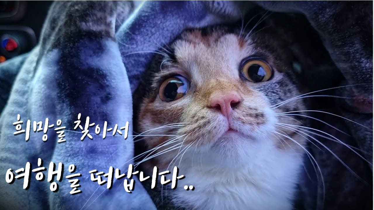 (Eng)고양이 진구는 작은 희망을 찾아서 생애 첫 여행을 떠납니다(Jingu, the cat, went on a trip ...
