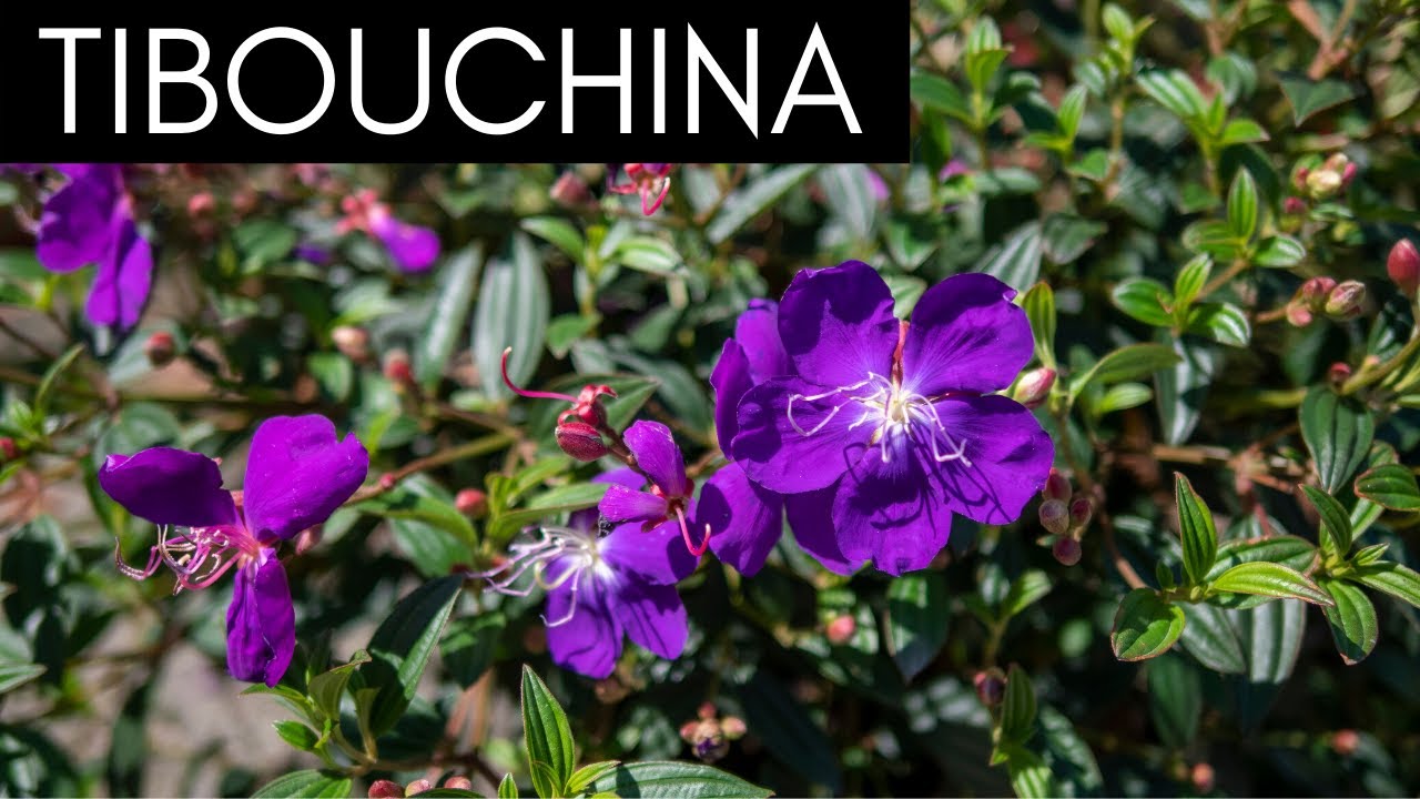 Tibouchina Princess Flower Dwarf | Best Flower Site