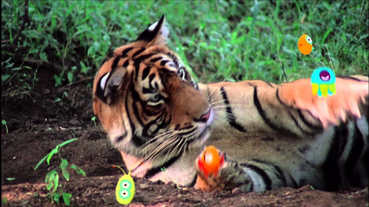 Zoomoo a partir del 15 de Octubre canal 432 DTV - YouTube