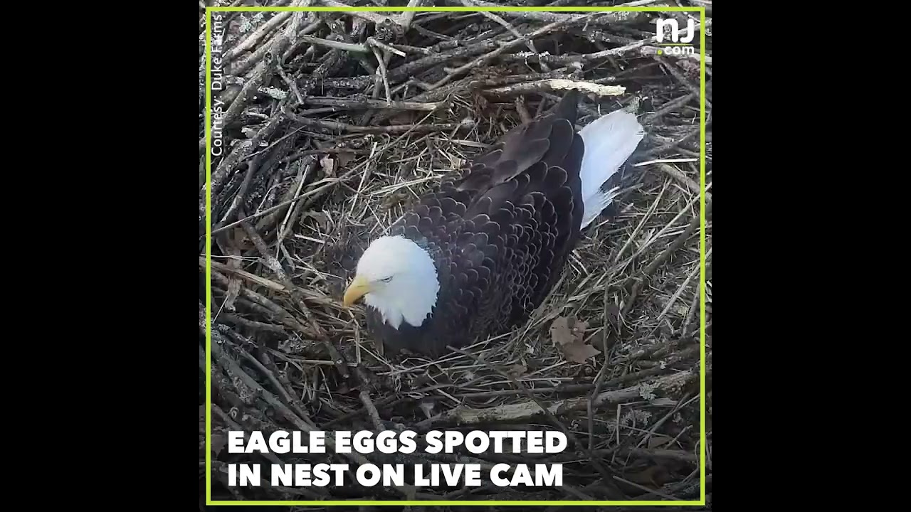 Ddt Eagle Eggs