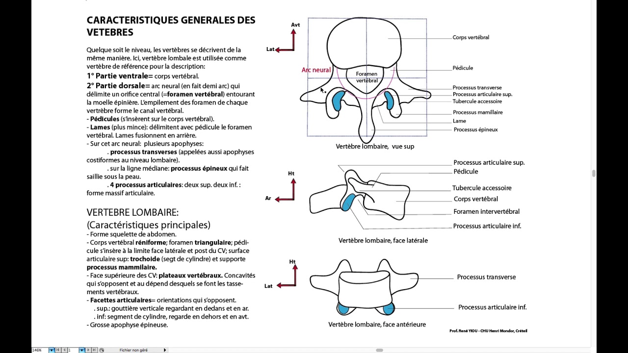 Caractéristiques générales des vertèbres, vertèbre lombaire - YouTube