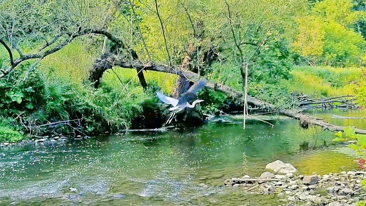 Catch Crawfish in Rouge River Milne Dam Markham - YouTube