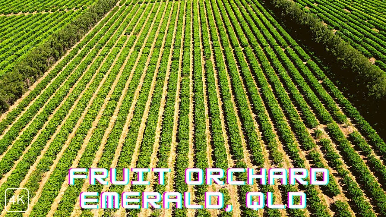 🇦🇺 Fruit Orchard Overhead EMERALD, QLD, AUSTRALIA 4K VIDEO DRONE - YouTube
