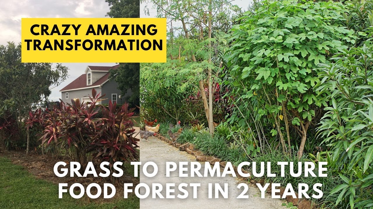 Permaculture Garden Food Forest in 2 Years. Organic and Sustainable ...