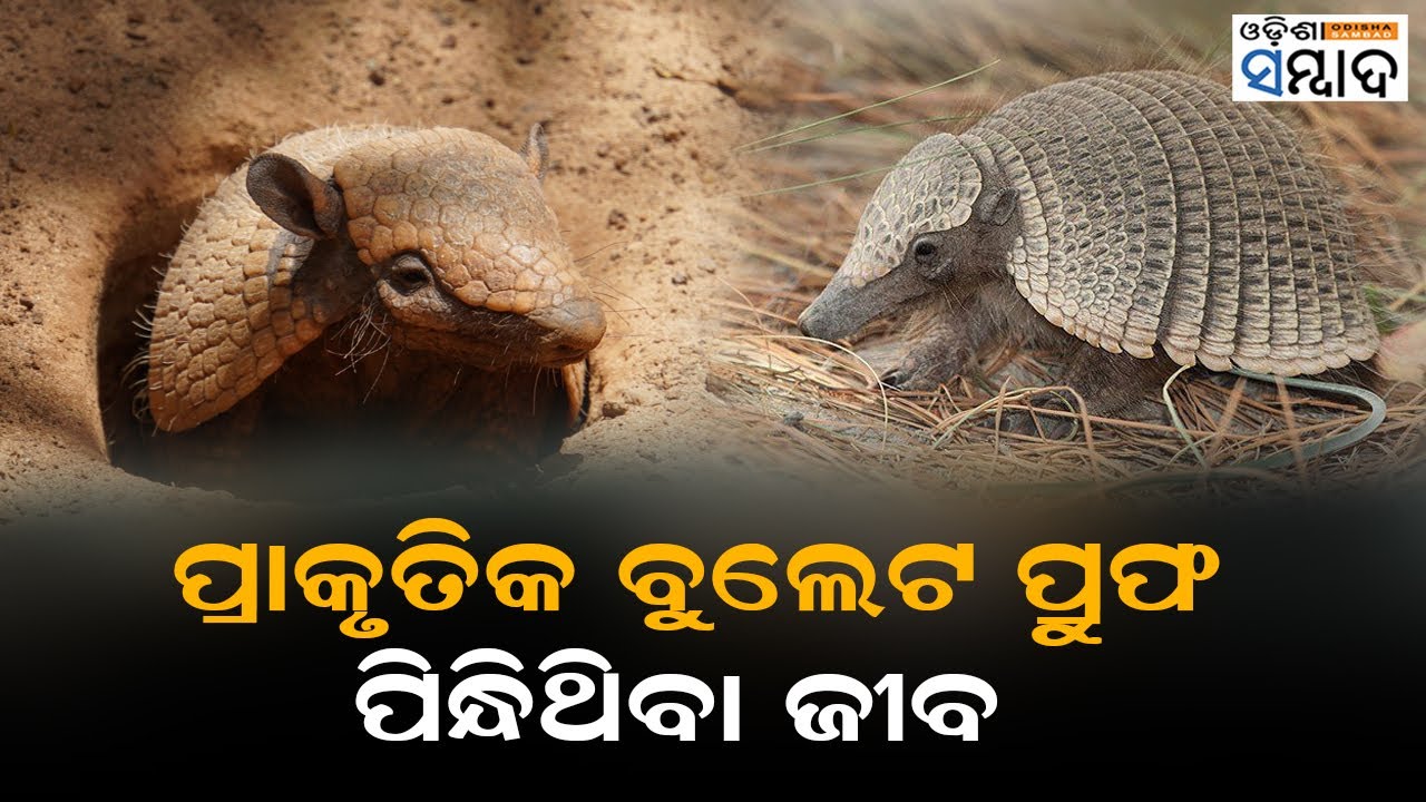 This Animals Armour Like Skin Works As Bulletproof - YouTube