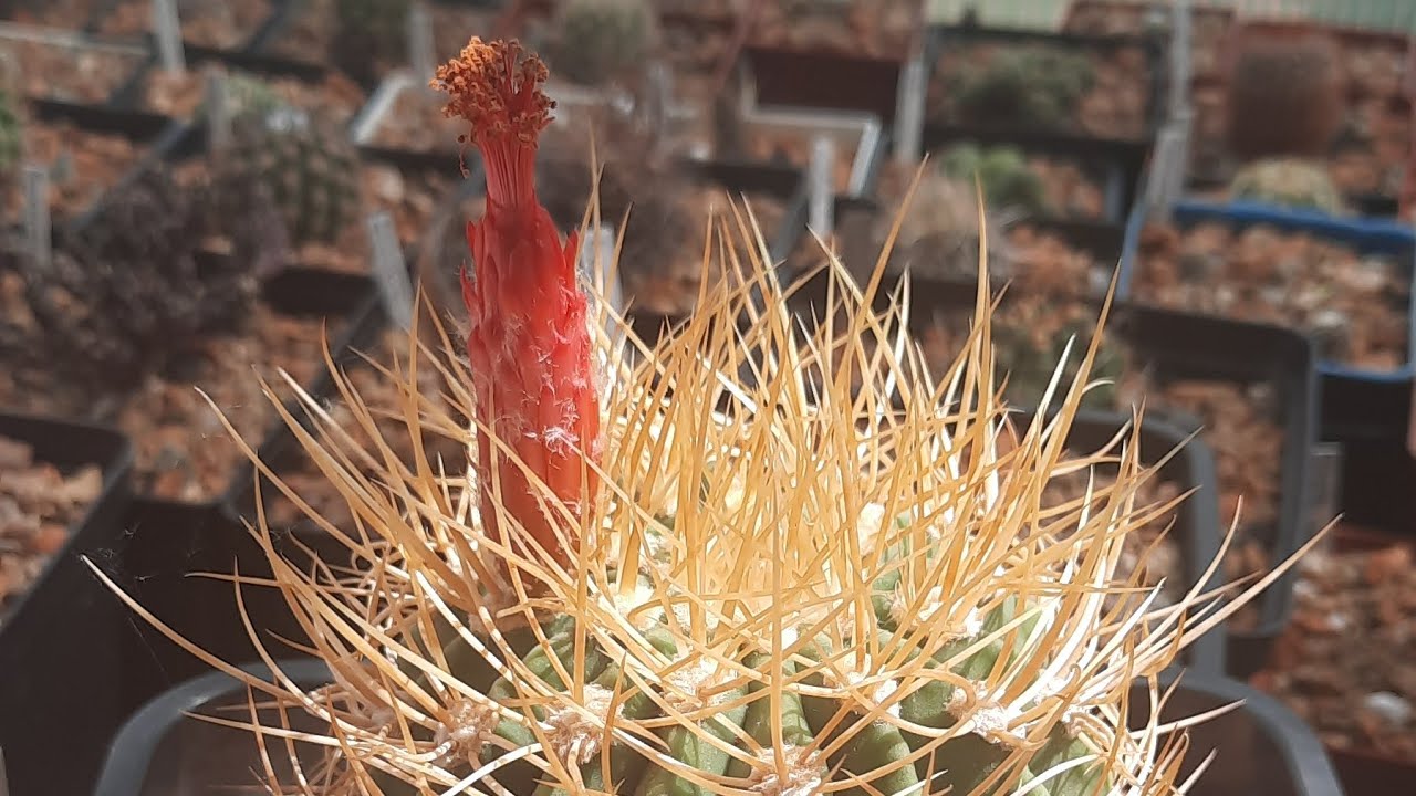 Denmoza rhodacantha var. diamantina. 10.06.2023, Uman, Ukraine - YouTube