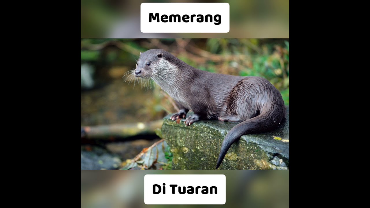 EP437 MEMERANG DI MALAYSIA | TUARAN SABAH - YouTube