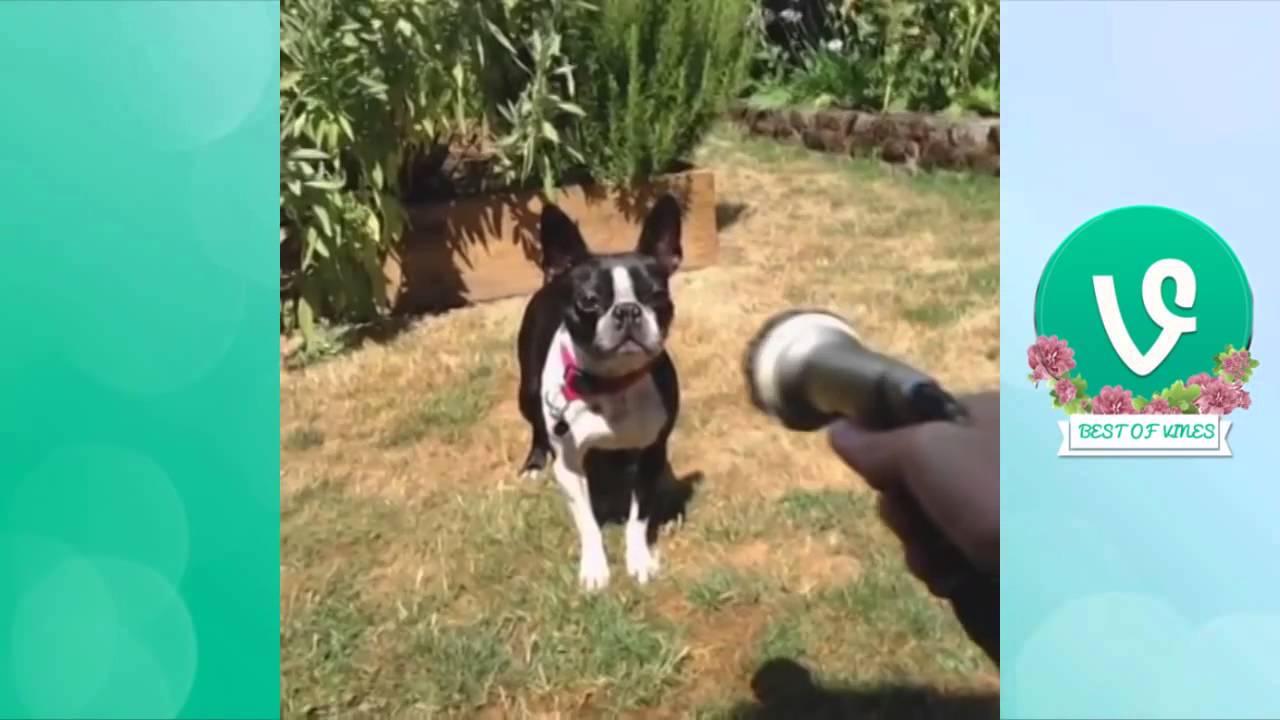 Best Funny Dog Vines 2015 PART 2 - YouTube