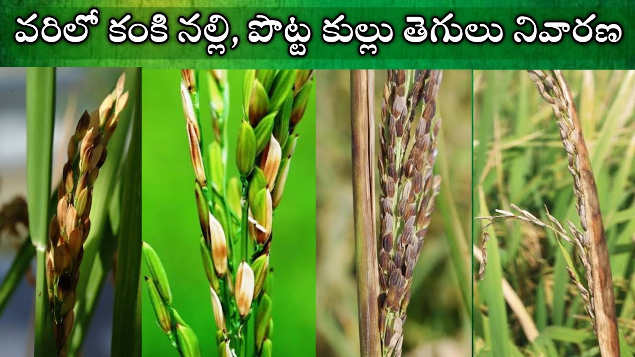 వరిలో కంకి నల్లి నివారణ,పొట్టకుల్లు తెగులుpanicle mite in paddy,varilo ...