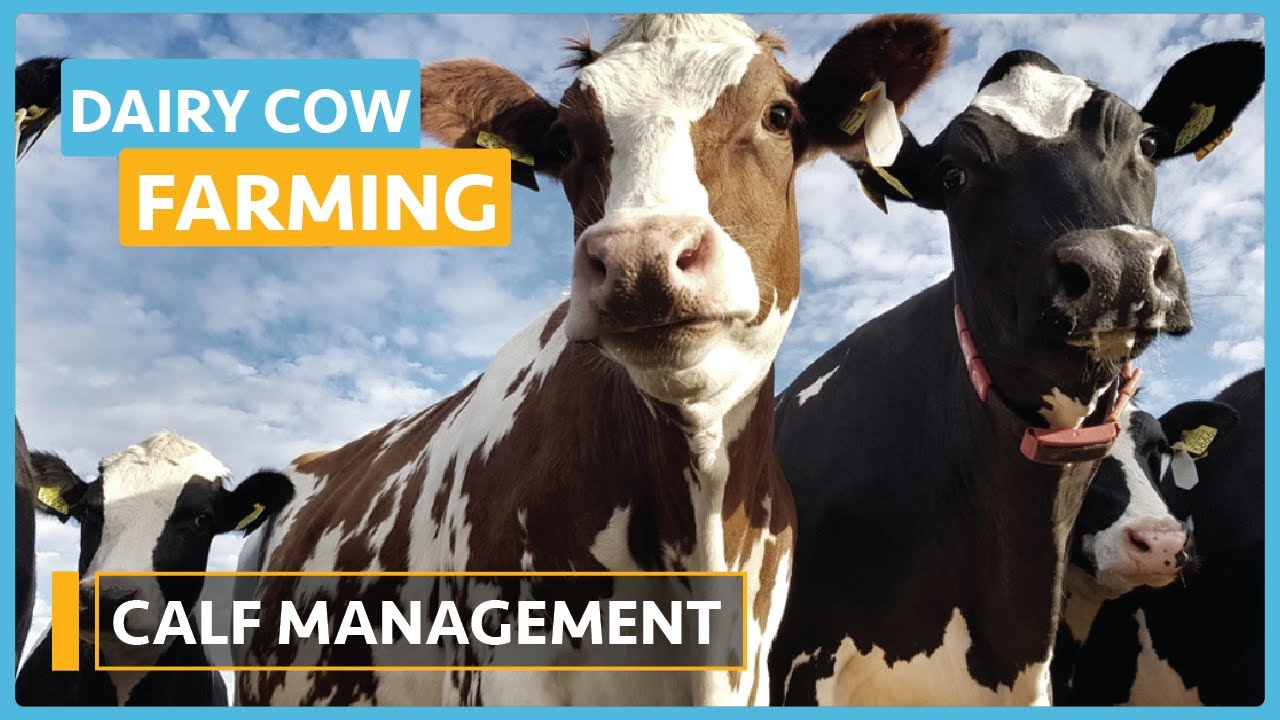 Dairy Cow Farming (Lesson 18) - Calf Management - YouTube