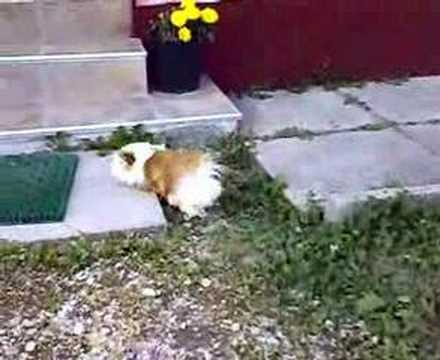 Guinea pig jumping - YouTube
