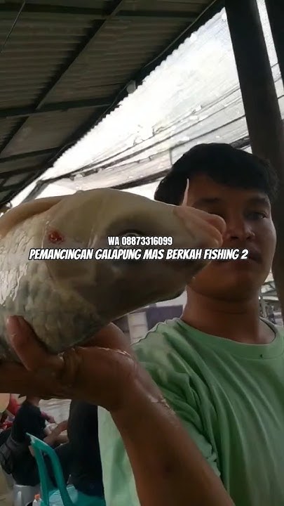 Mancing galapung ikan mas #pemancingan #mancing #galapung #galapungmas #galapungikanmas #shorts ...