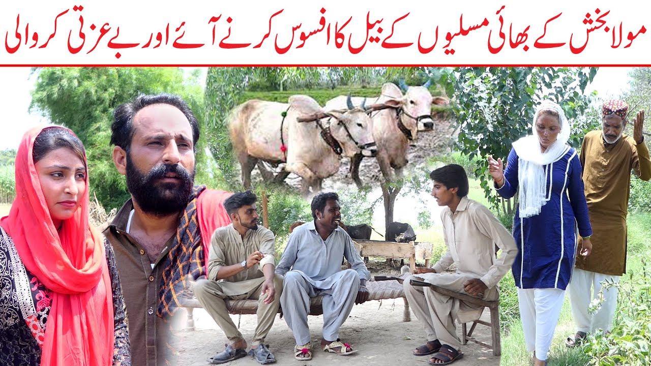 Bail Ka Afsos || Mola Bakhsh || Helicopter || Funny Video 🤣 New Comedy ...