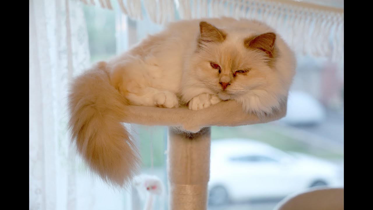 12 Hour video for mom by Mermedia - YouTube