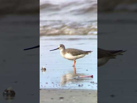 Terek Sandpiper | Preening | 🇮🇳
