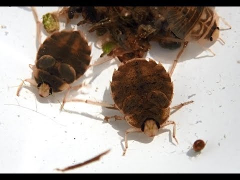 Group 20: Other Water Bugs (Aphelocheirus aestivalis) - YouTube