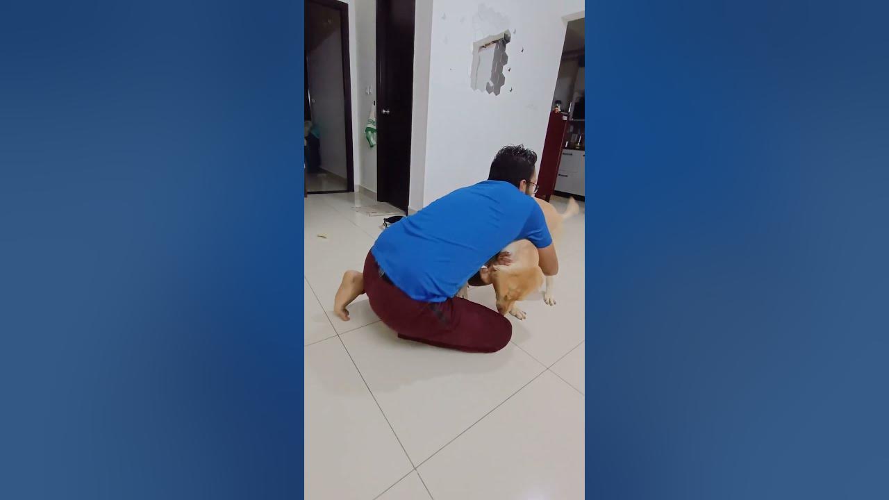 Jeeruz fight time with his Dad🤜🤛 #ytshorts #labrador #trending - YouTube