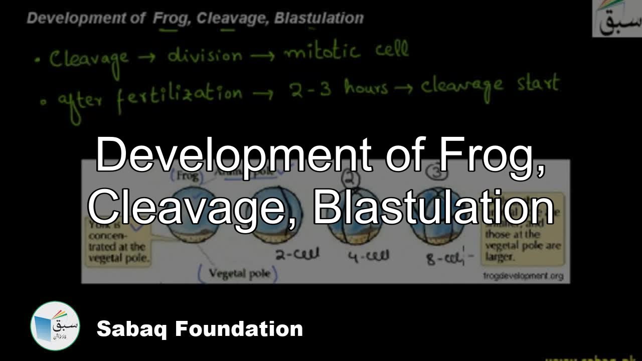 Development of Frog, Cleavage, Basculation, Biology Lecture | Sabaq.pk ...
