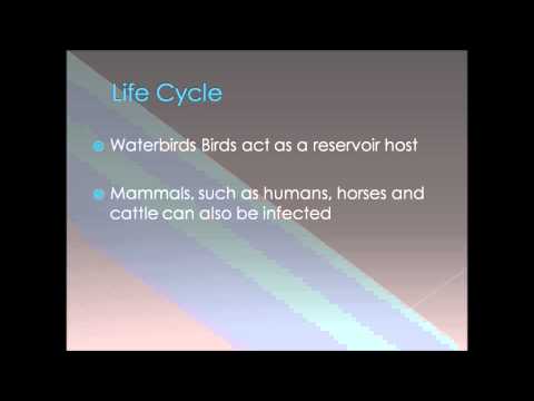 Kunjin Virus (Kunjin Encephalitis) - Medical Entomology 2013