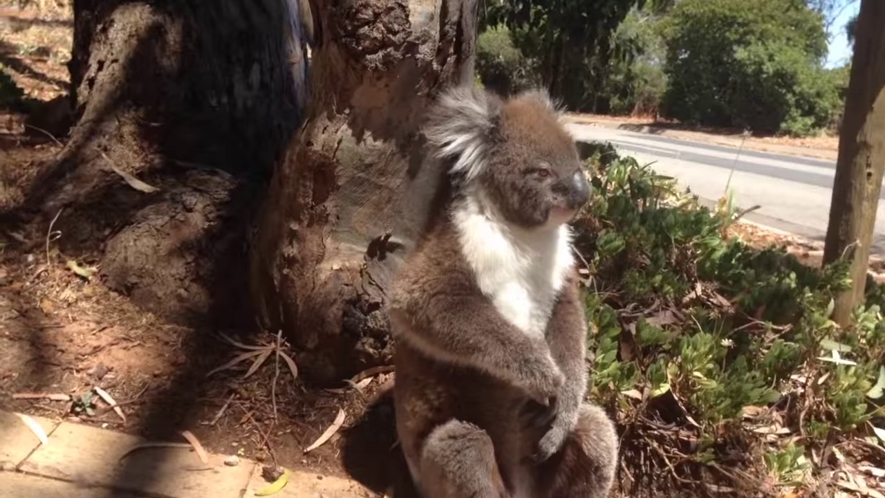 Cute Koala Crying - YouTube
