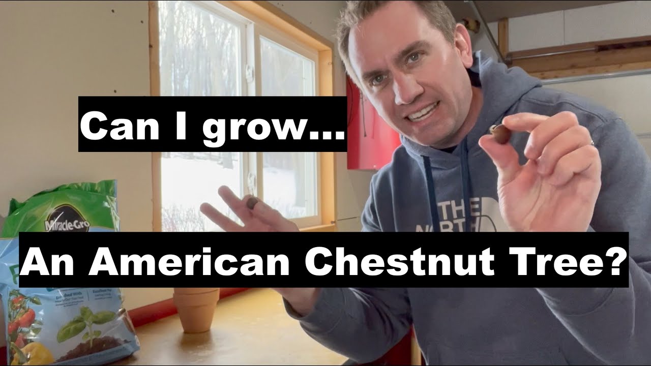 Propagating The American Chestnut Tree - YouTube