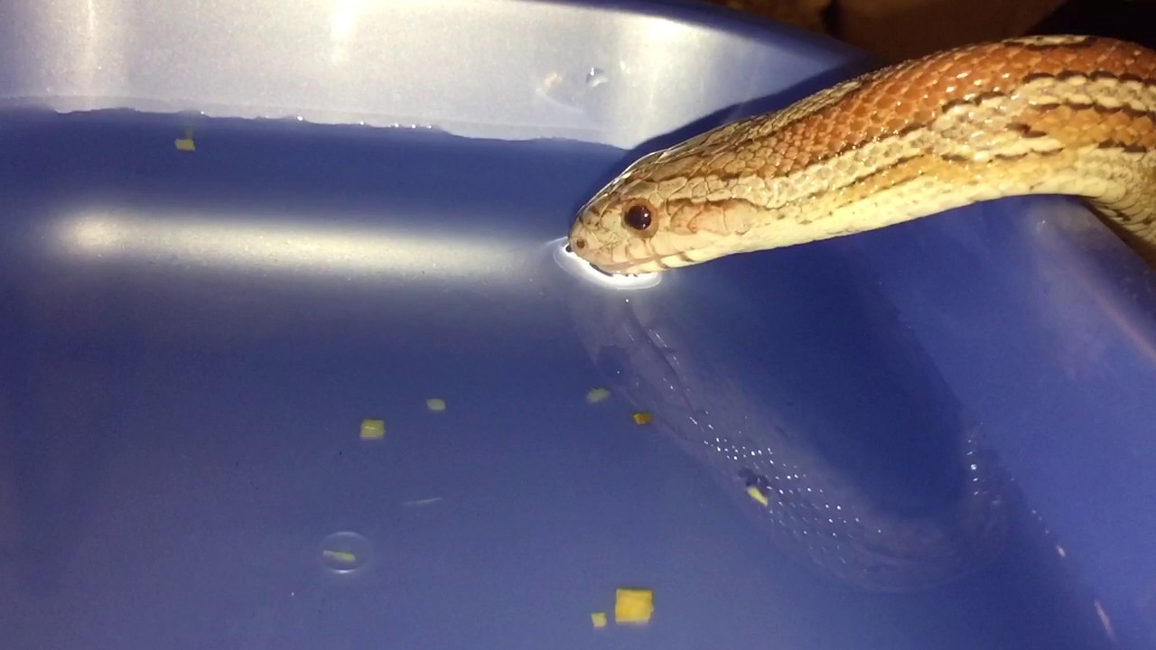 HOW DO SNAKES DRINK?! - YouTube
