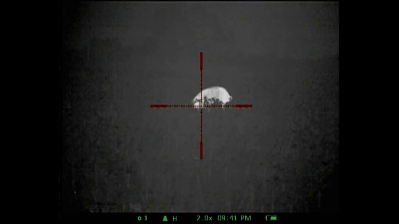 THERMAL Hog Hunting in Rural Alabama - Horn Swamp Hunting - YouTube