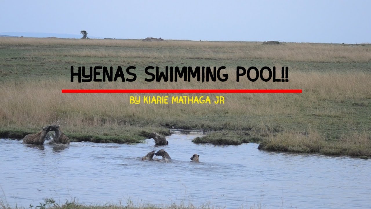 Hyenas Swimming? - YouTube