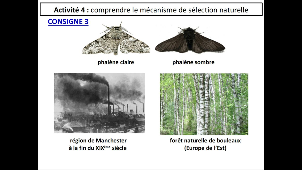 SVT 2nde | THÈME 1 | 3-3 les mécanismes de l'évolution : sélection ...