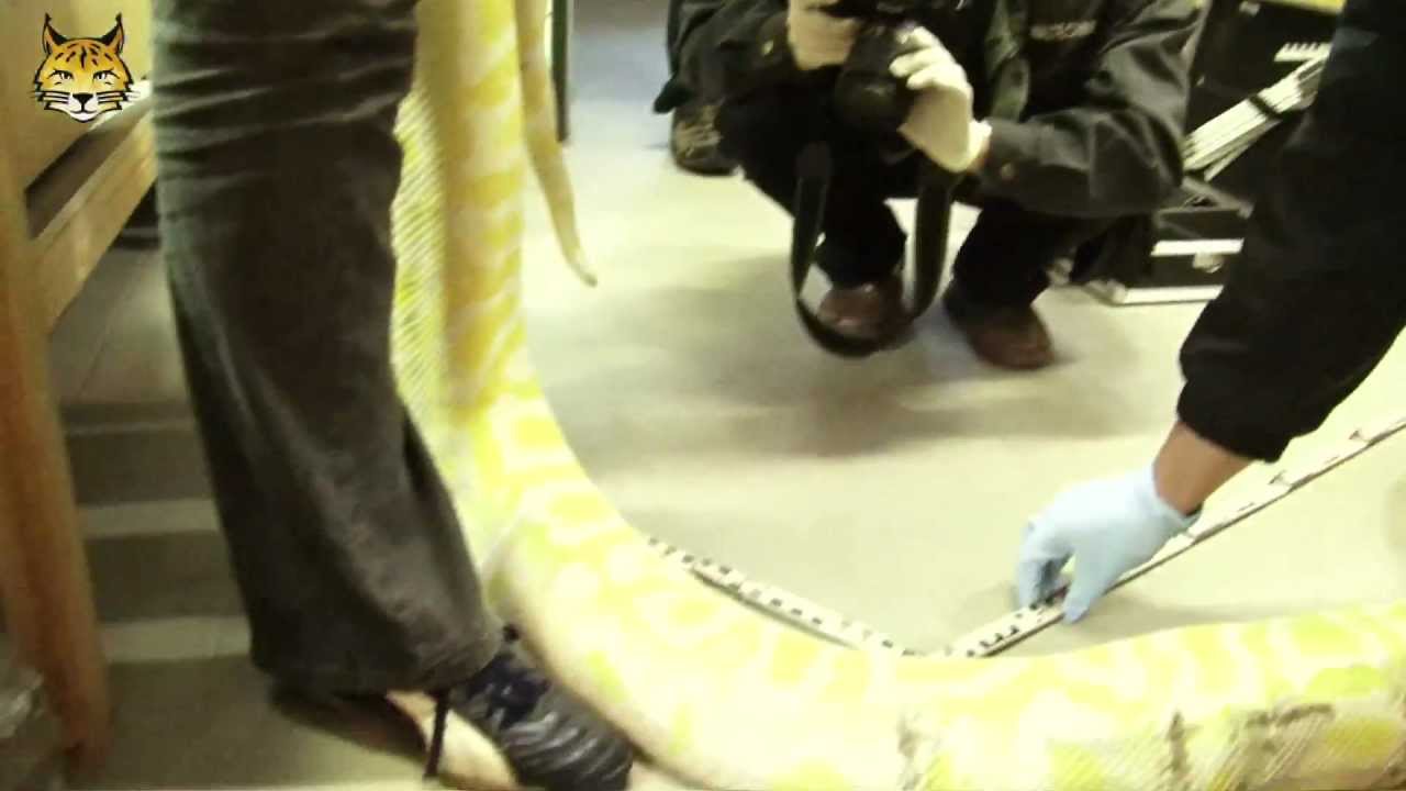 Unterwegs mit Dr. Grothmann - Tigerpython - YouTube