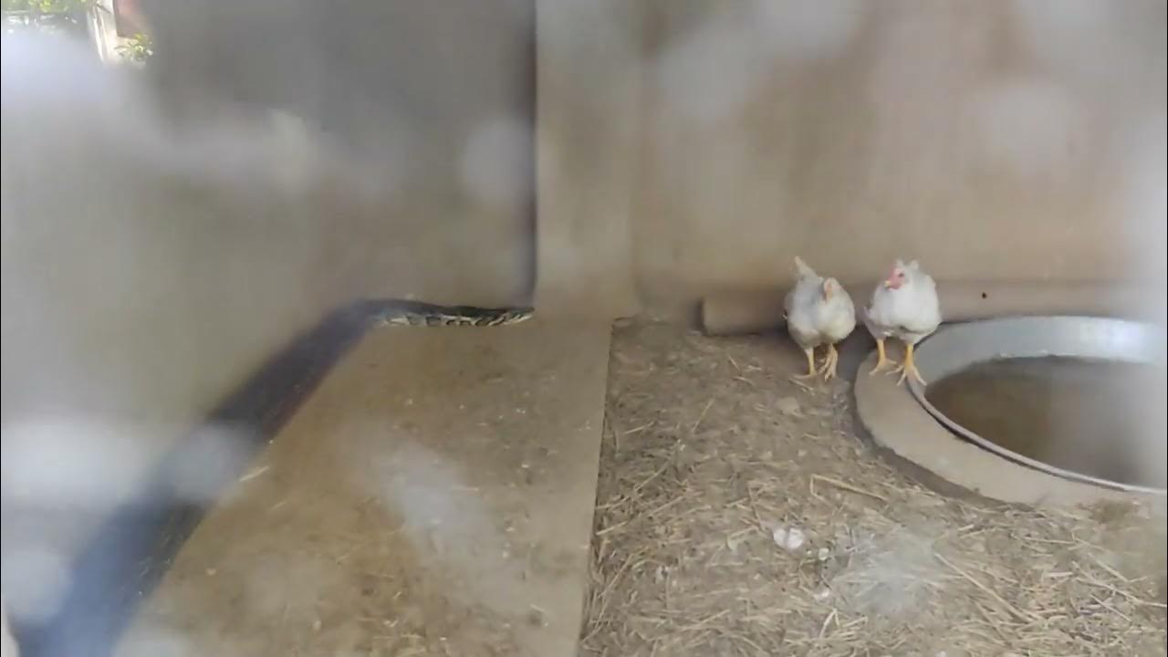 Python eating chicken🐤🐓 - YouTube