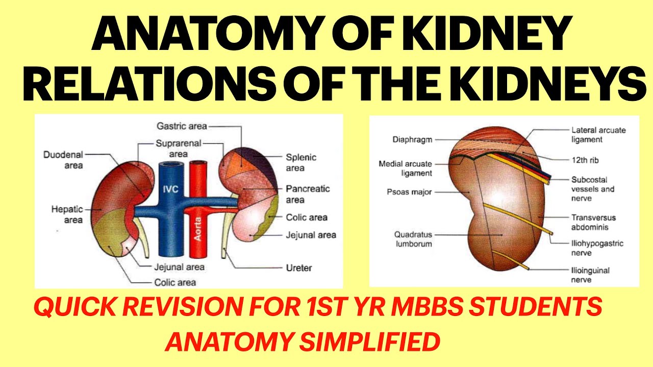 Kidney anatomy | Relations of kidney | Abdomen | Anatomy simplified ...