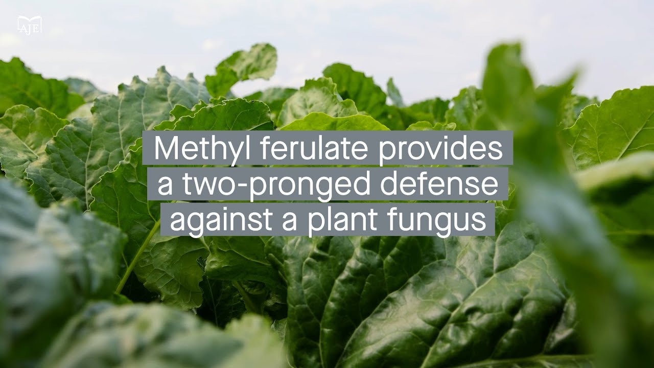 Methyl ferulate kills fungi and recruits bacteria to protect tobacco ...