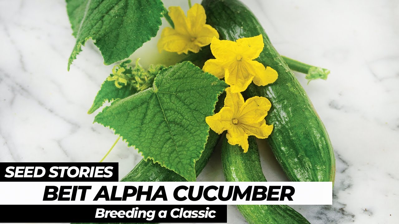 SEED STORIES | Beit Alpha Cucumber: Breeding a Classic - YouTube
