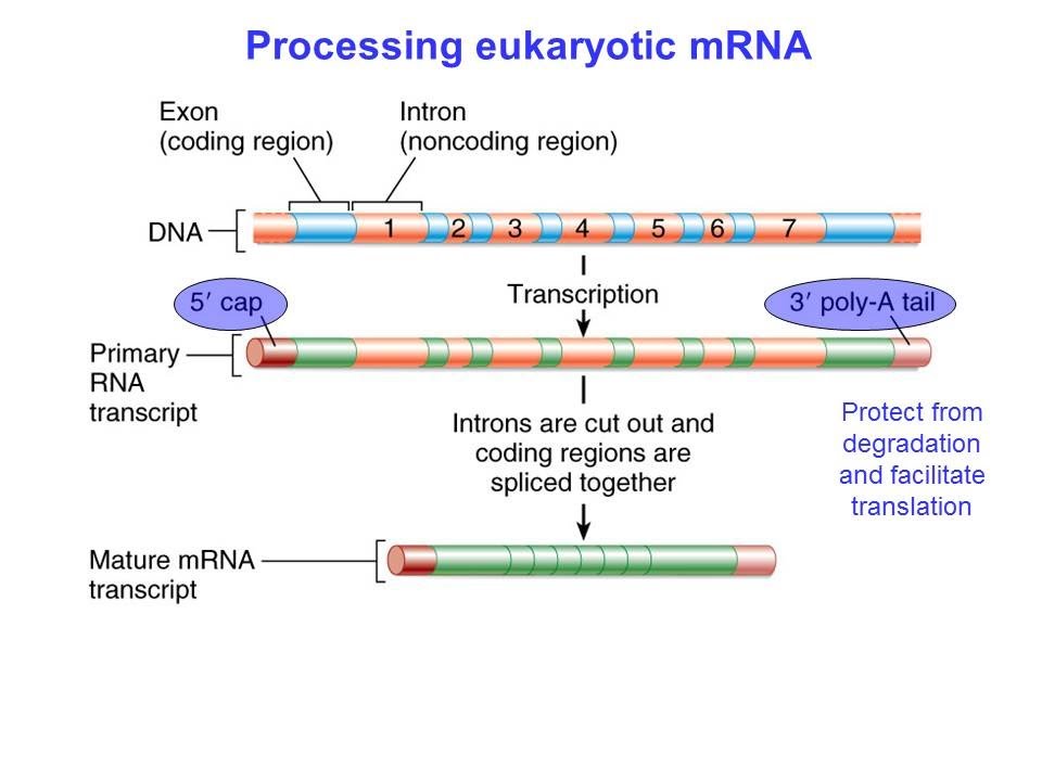 What Is Rna Processing In Eukaryotes at Virginia Nealon blog What Is Rna Processing In Eukaryotes at Virginia Nealon blog