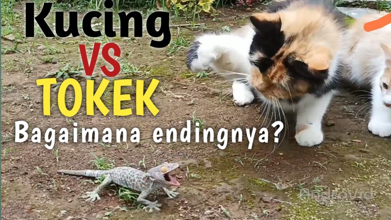 CAT PLAYING GECKO, KUCING DAN TOKEK, TEKÈK, BAGAIMANA ENDINGNYA - YouTube