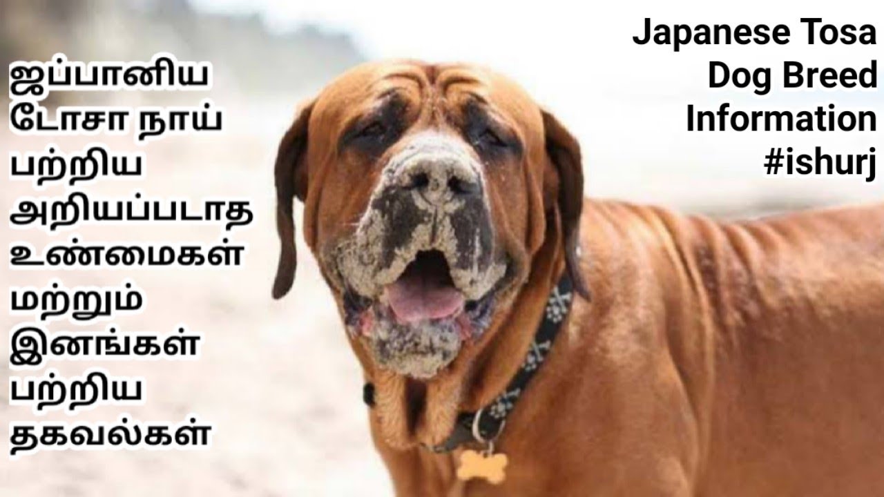 Tosa dog breed information in tamil || Japanese tosa dog breed || tosa ...