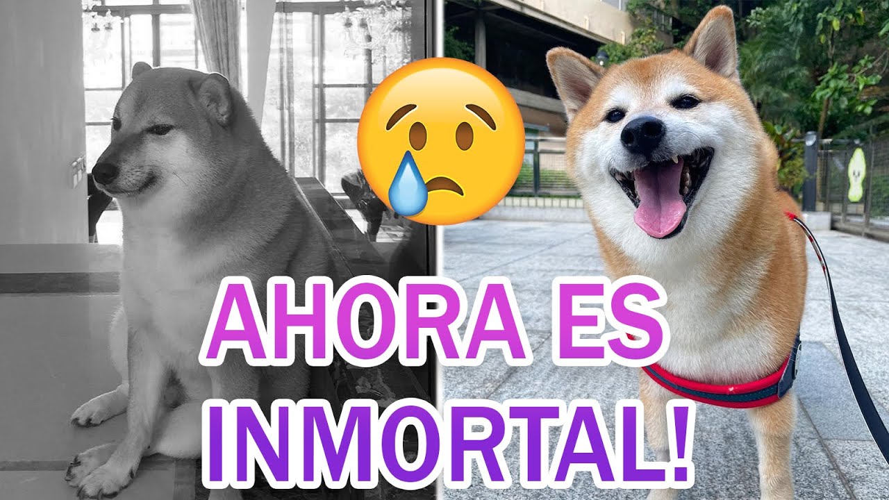 VIRAL: Falleció CHEEMS, la famosa perrita de los memes! - YouTube