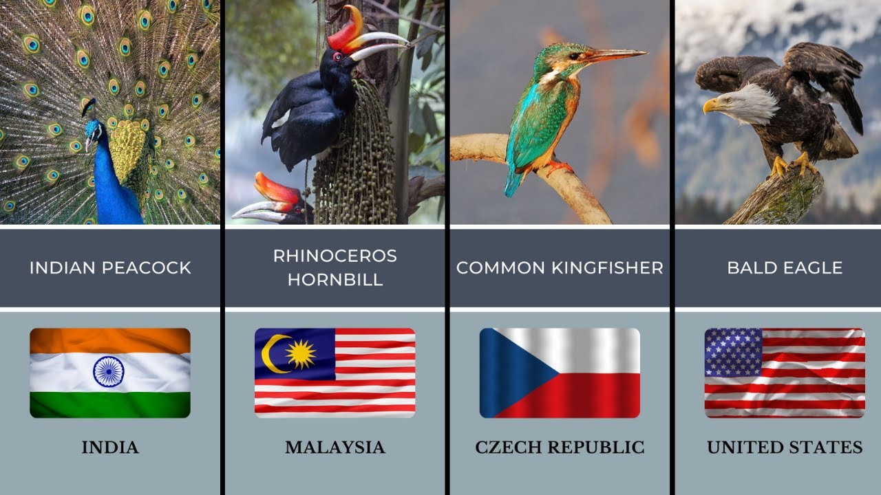 National Bird From Different Countries - YouTube