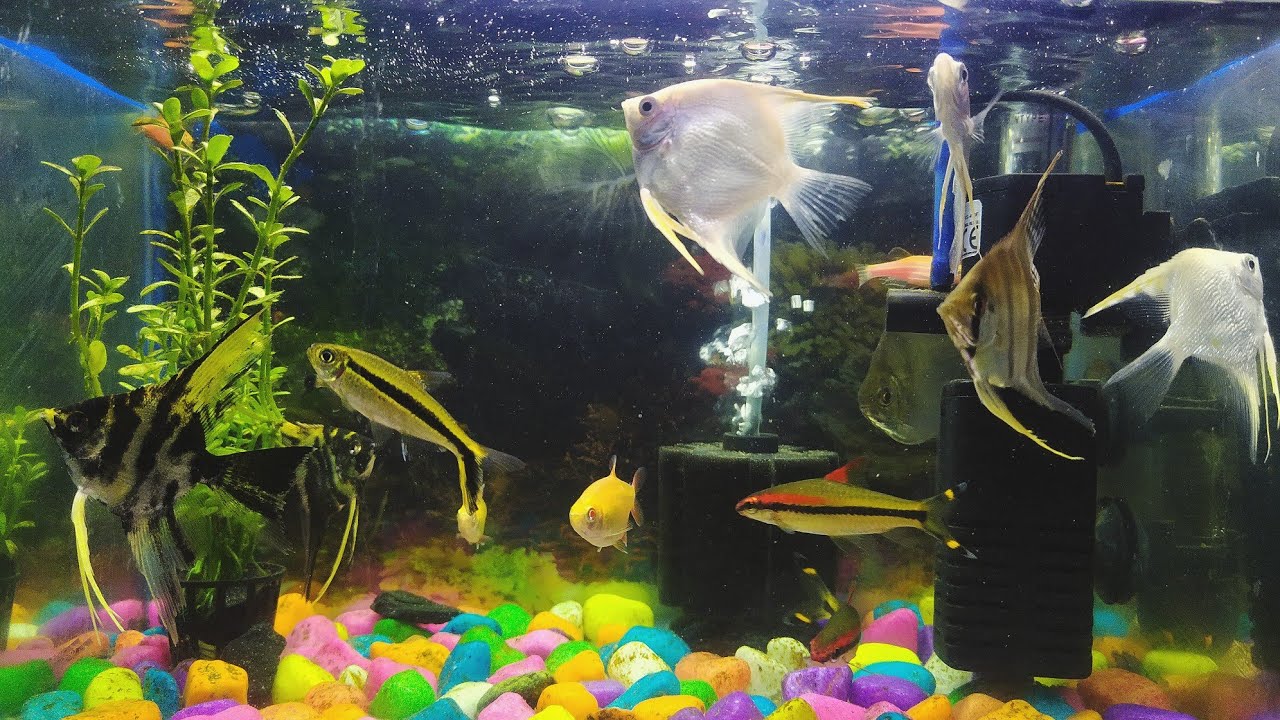 Small fish tank|| Angel fish|| Tetra fishes & Silver doller - YouTube